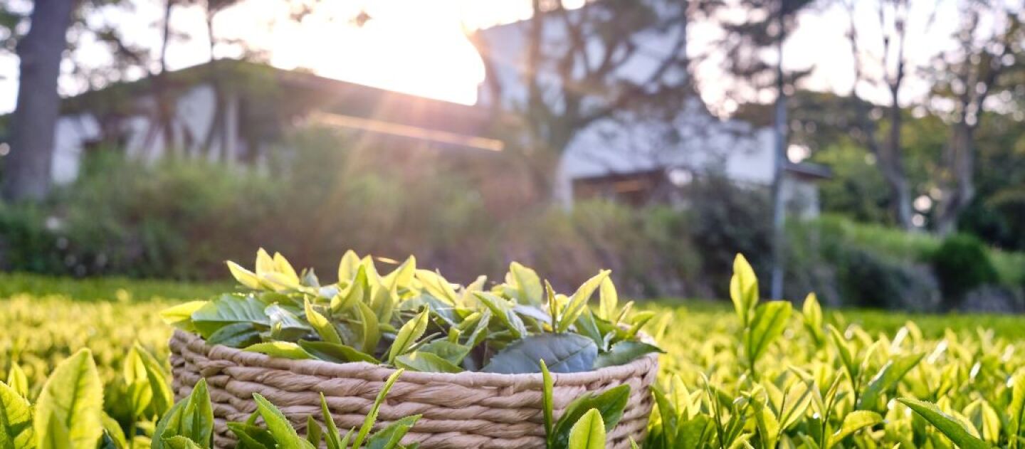 The Green Tea Cave: A Hidden Gem in Jeju’s Southeastern Region - Travel ...