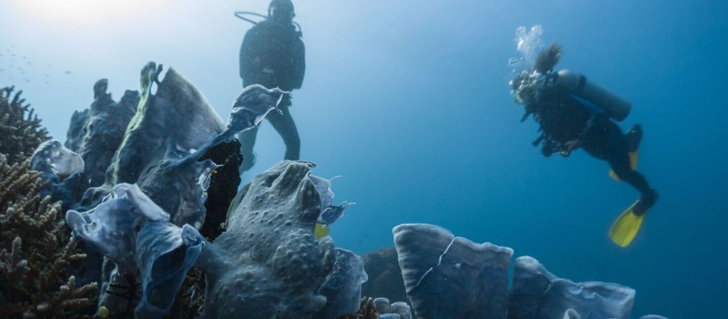 Apo Reef Natural Park: Dive & Travel Guide - Travel Blogs