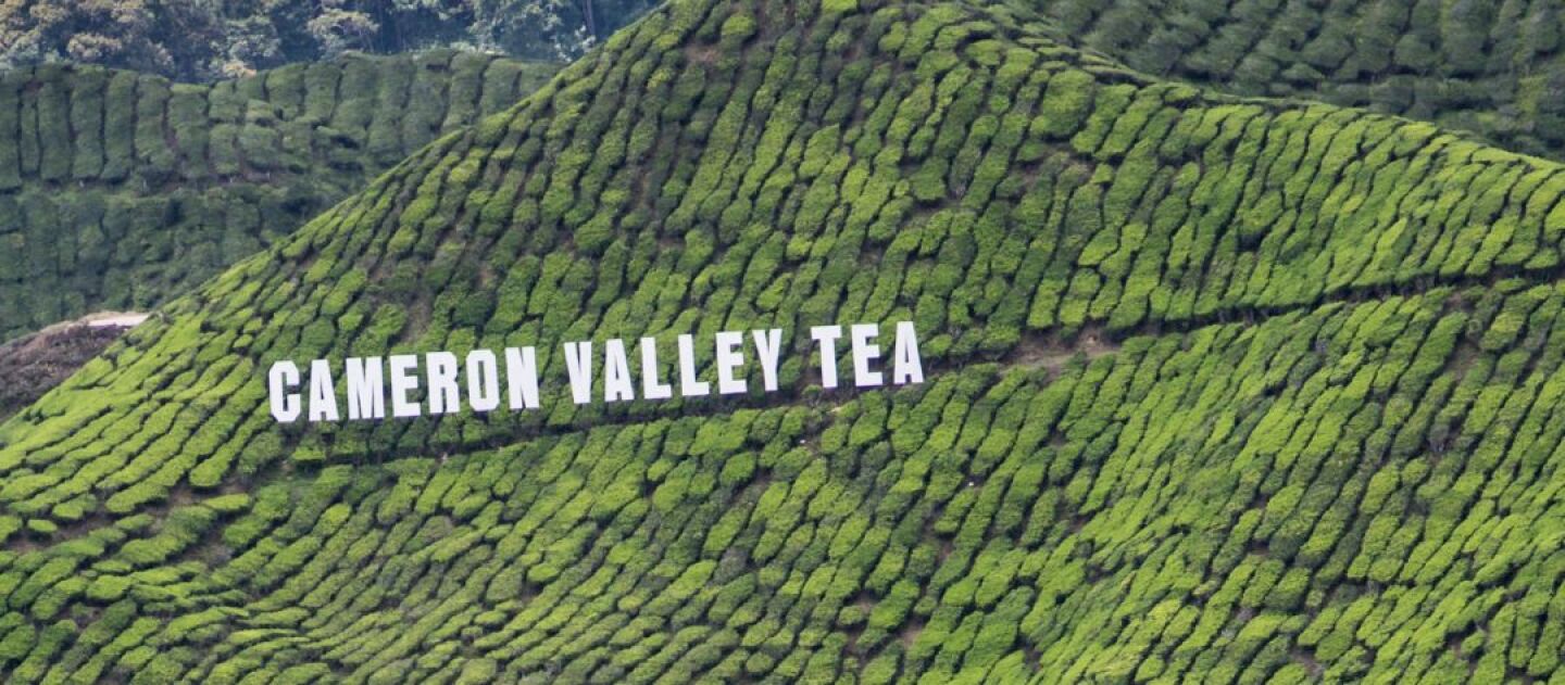 Cameron Highlands: A Practical Guide to a Cool-Climate Icon - Travel Blogs